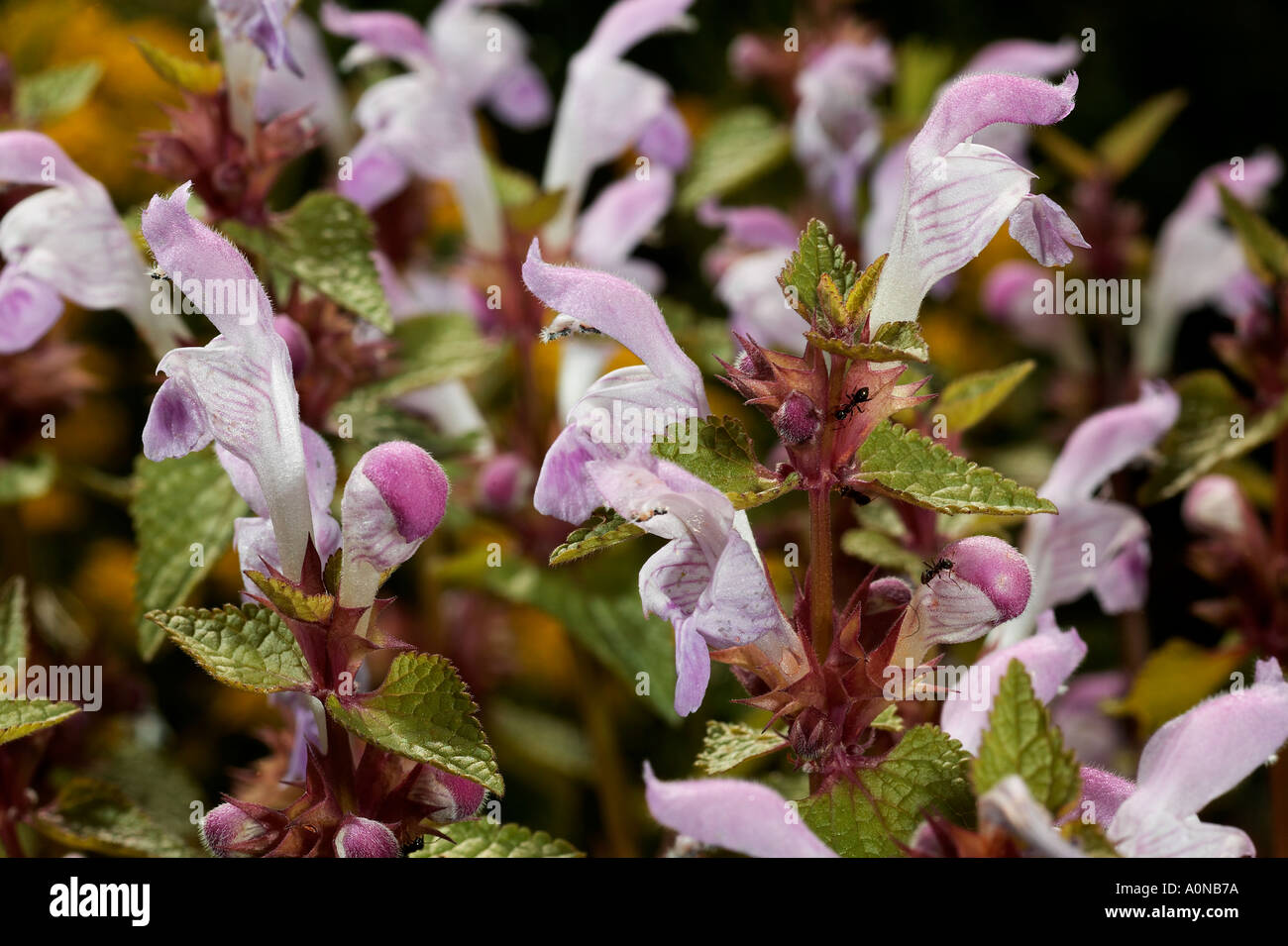 Family labiatae hi-res stock photography and images - Alamy