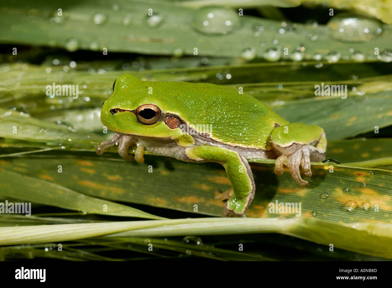 common tree frog hyla arborea Stock Photo - Alamy
