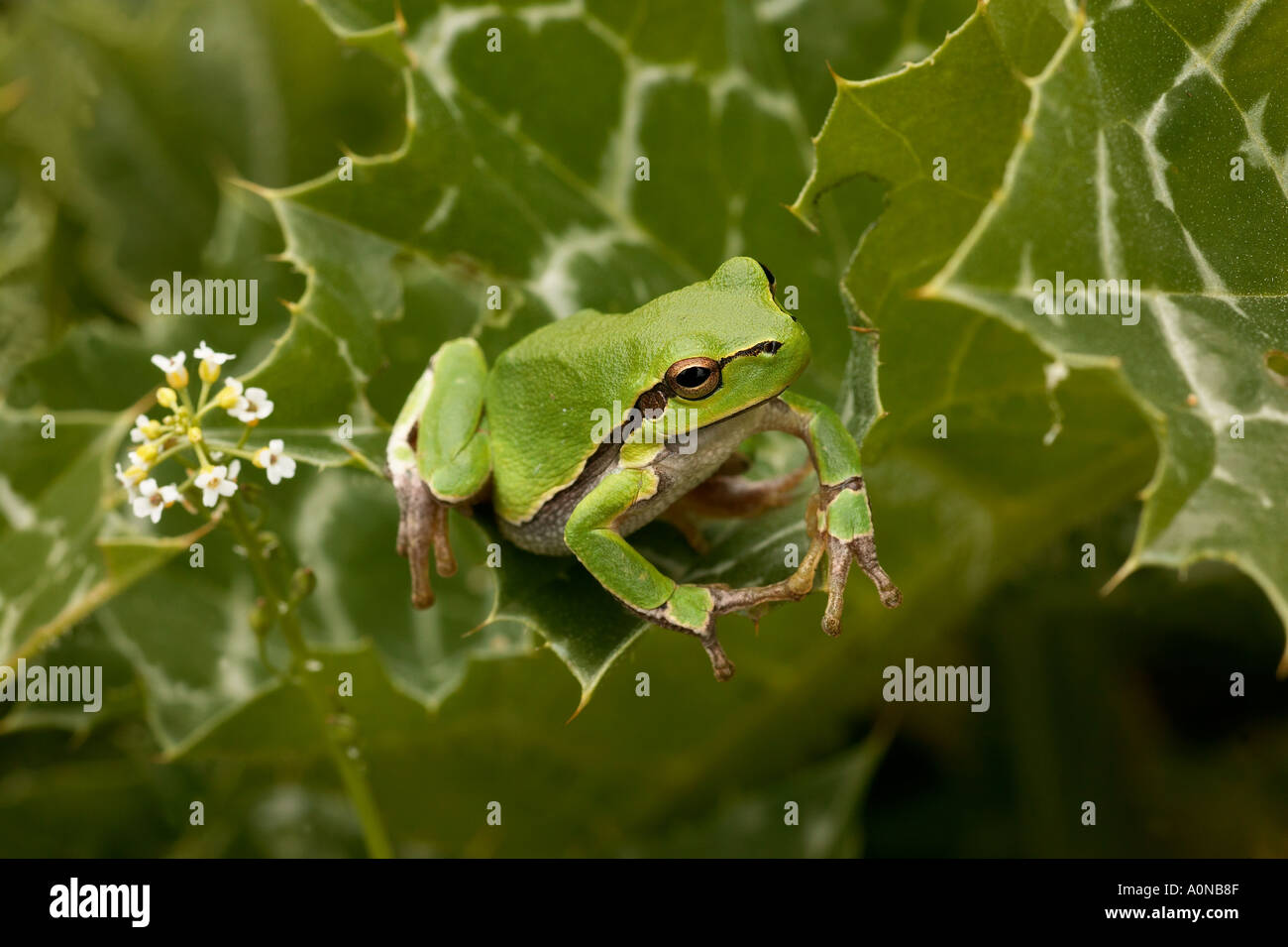 common tree frog hyla arborea Stock Photo - Alamy