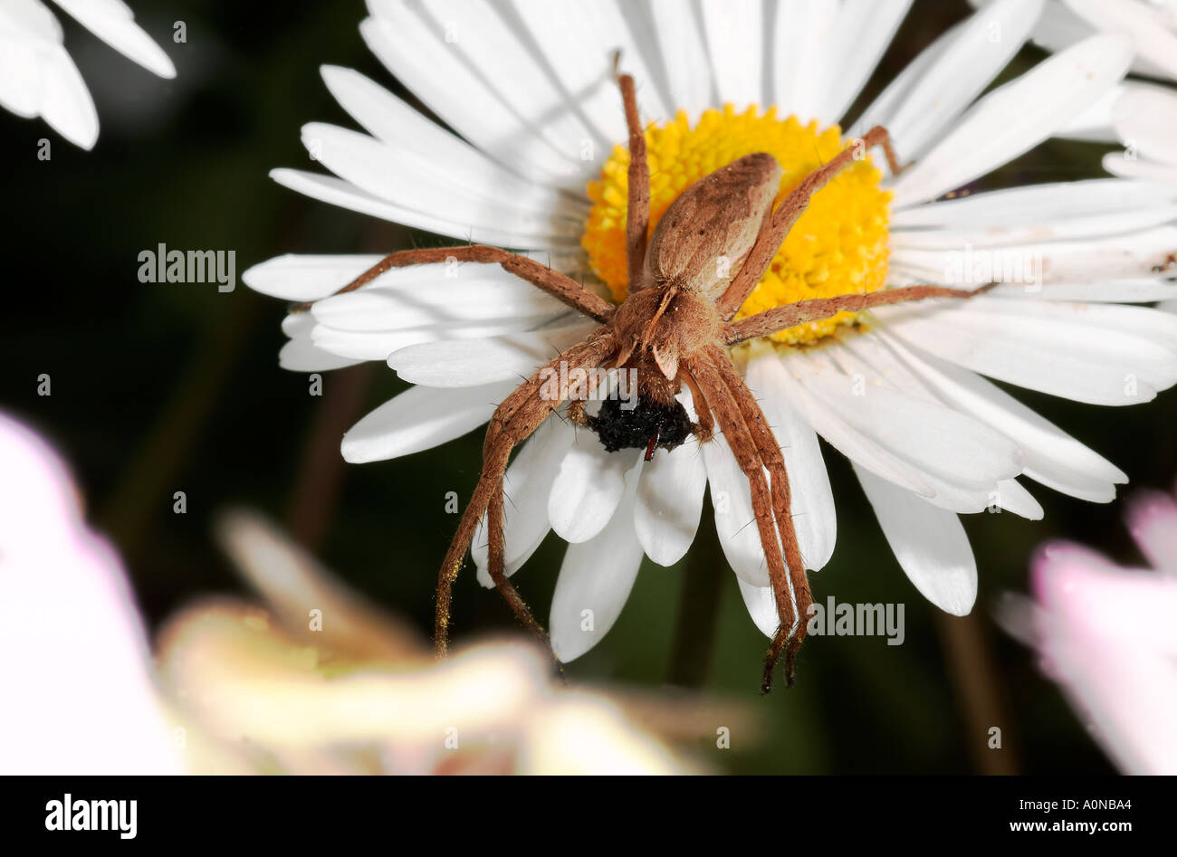 Anthemis chia hi-res stock photography and images - Alamy