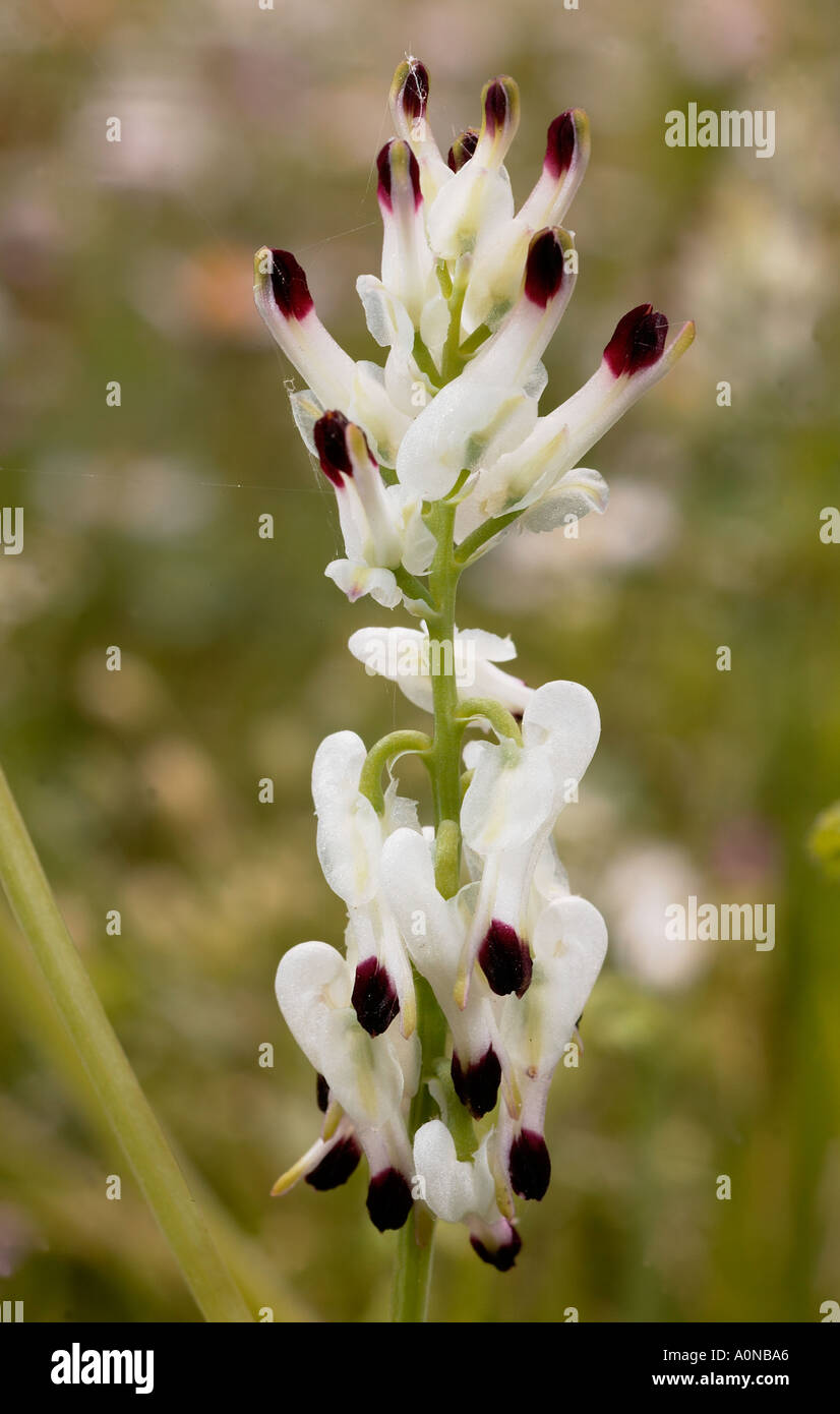 Fumitory family hi-res stock photography and images - Alamy