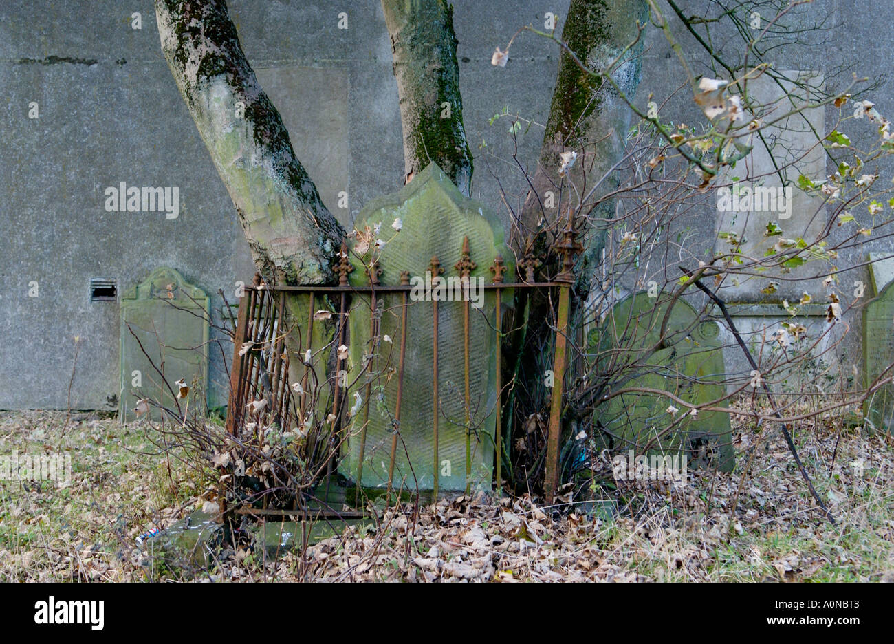 Unkempt graveyard with tree growing out of tomb at Welsh Ebenezer ...