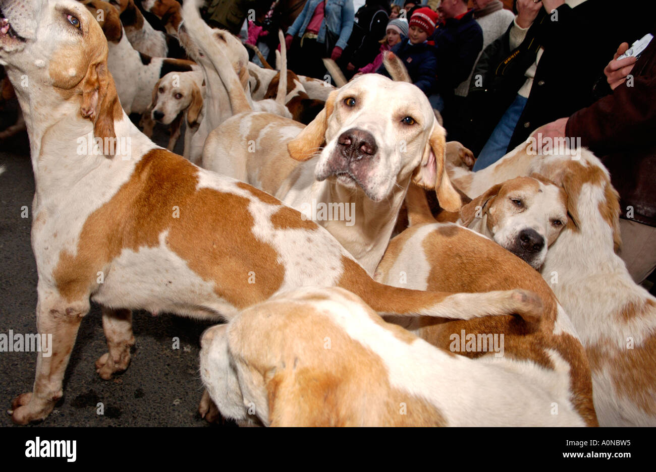 Golden Valley Hunt assemble at the Town Clock Square in Hay on Wye ...