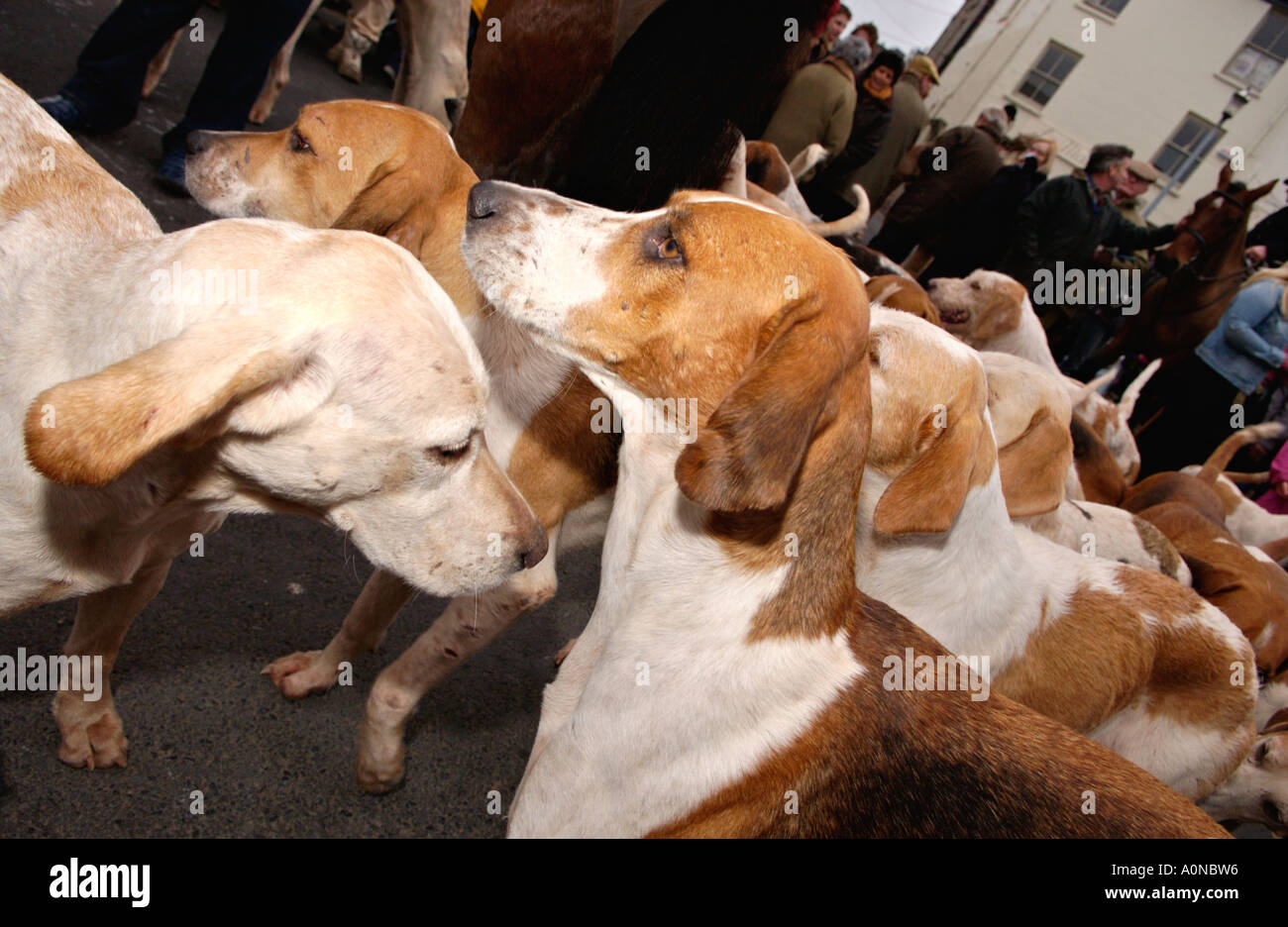 Hounds blood custom and tradition hi-res stock photography and images ...
