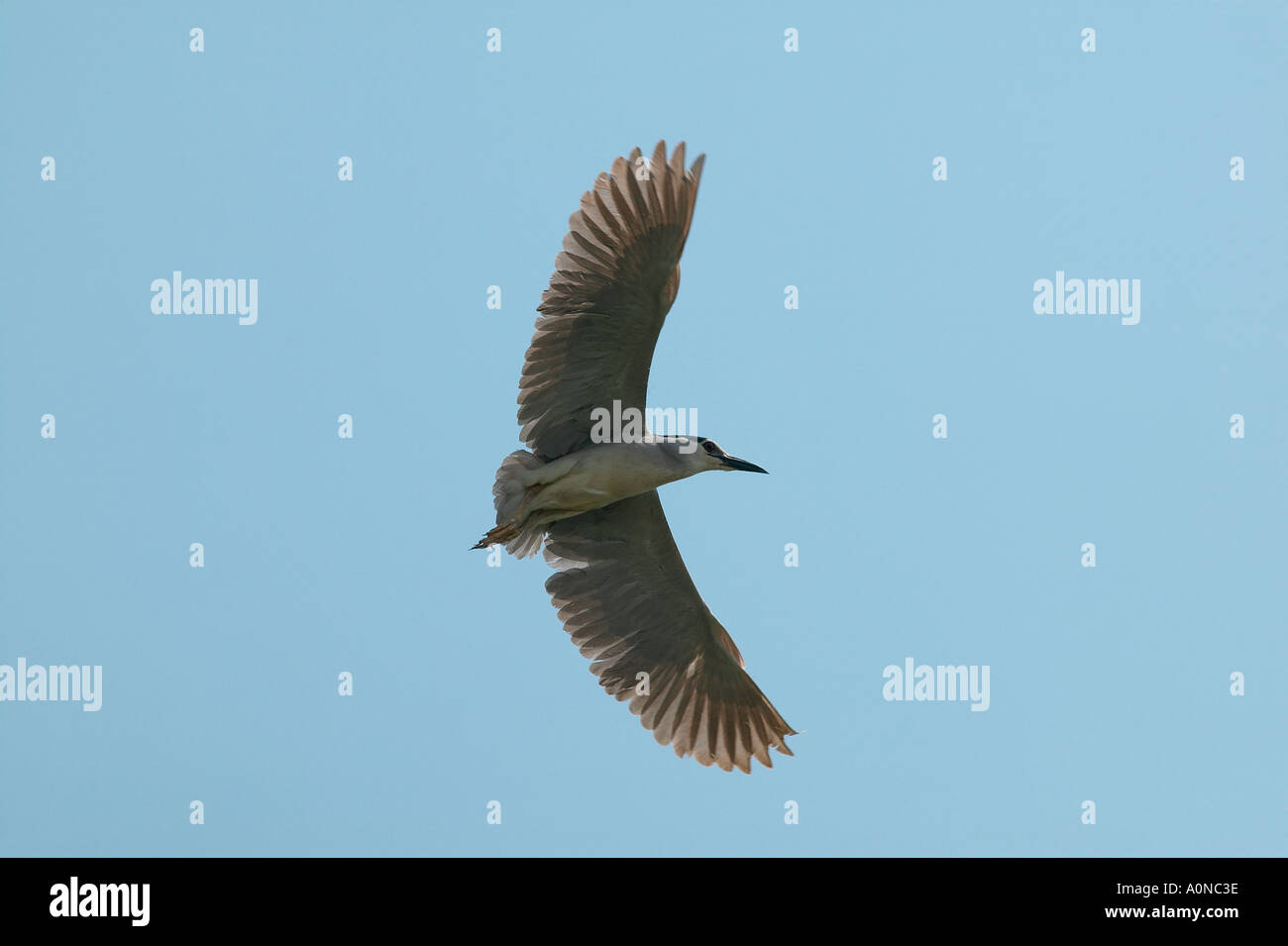 Night hero hi-res stock photography and images - Alamy