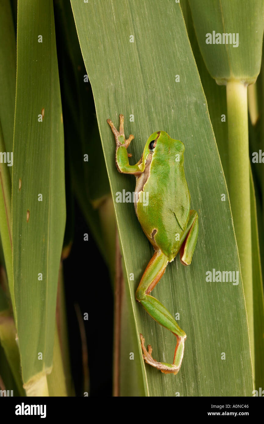 common tree frog Stock Photo - Alamy