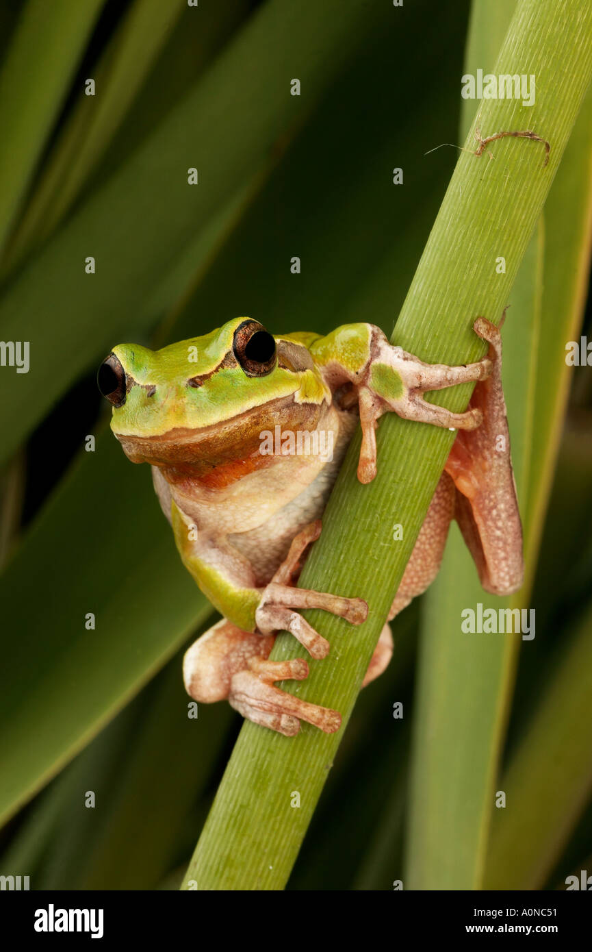 common tree frog Stock Photo - Alamy
