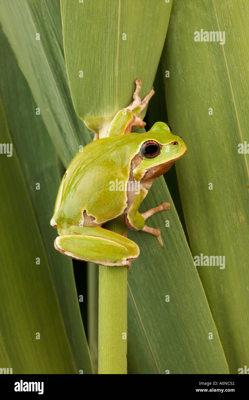 common tree frog Stock Photo - Alamy