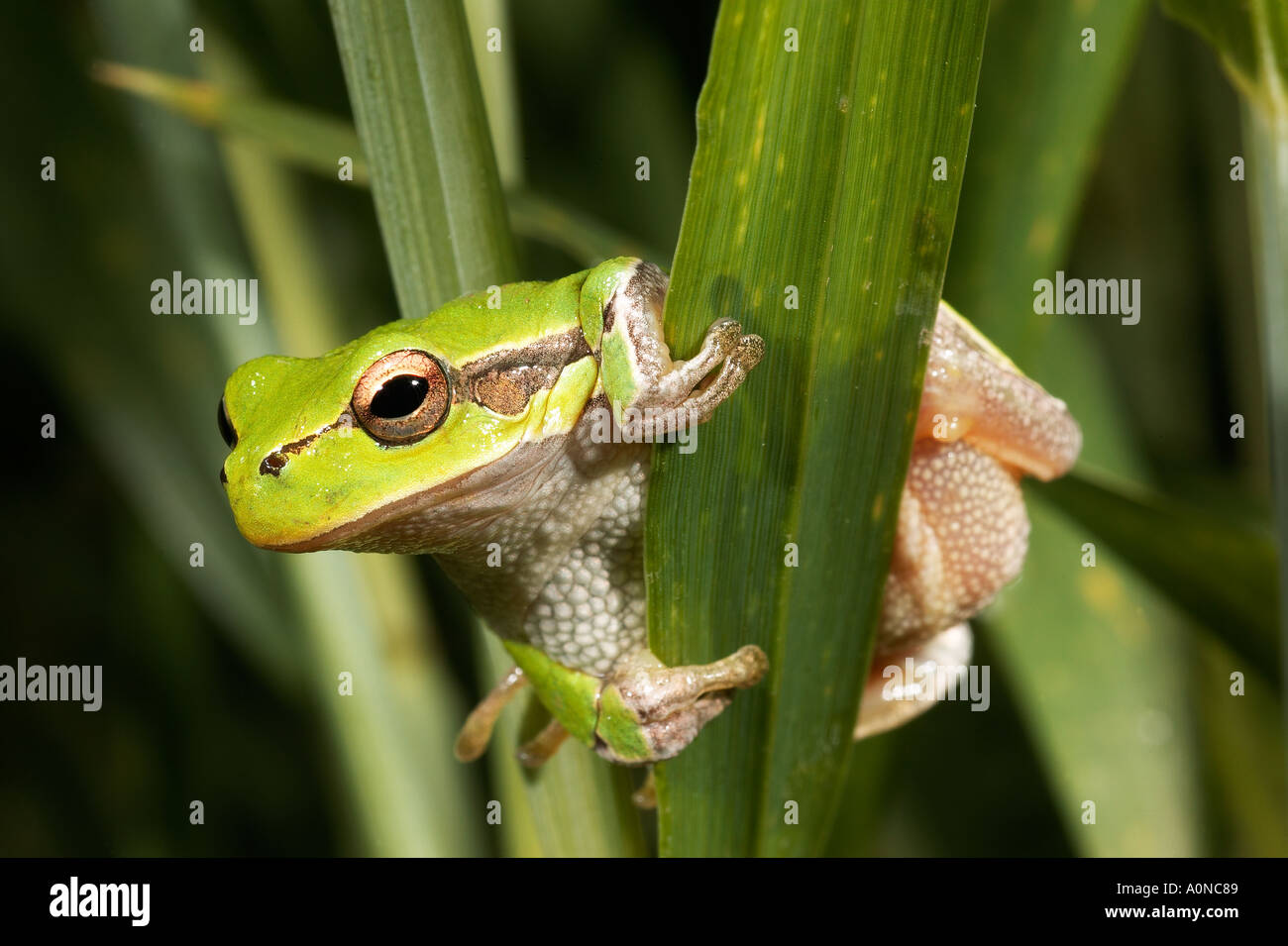 common tree frog hyla arborea Stock Photo - Alamy