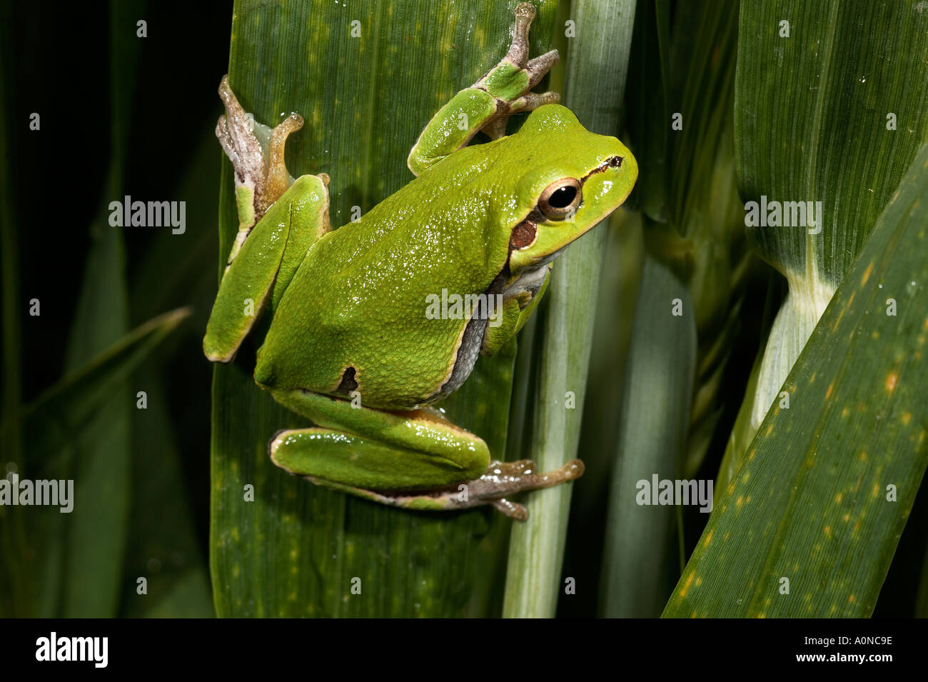 common tree frog hyla arborea Stock Photo - Alamy