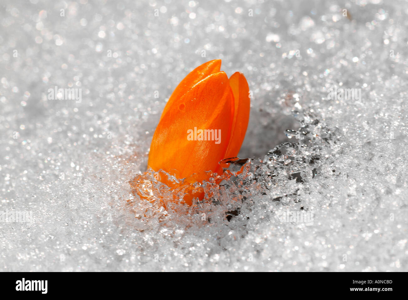 crocus liliaceae lily family Stock Photo - Alamy