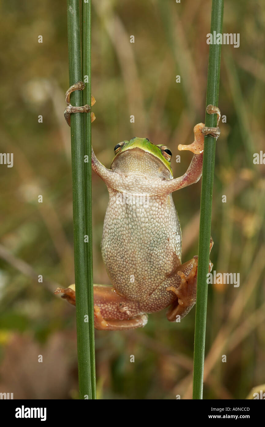common tree frog hyla arborea Stock Photo - Alamy