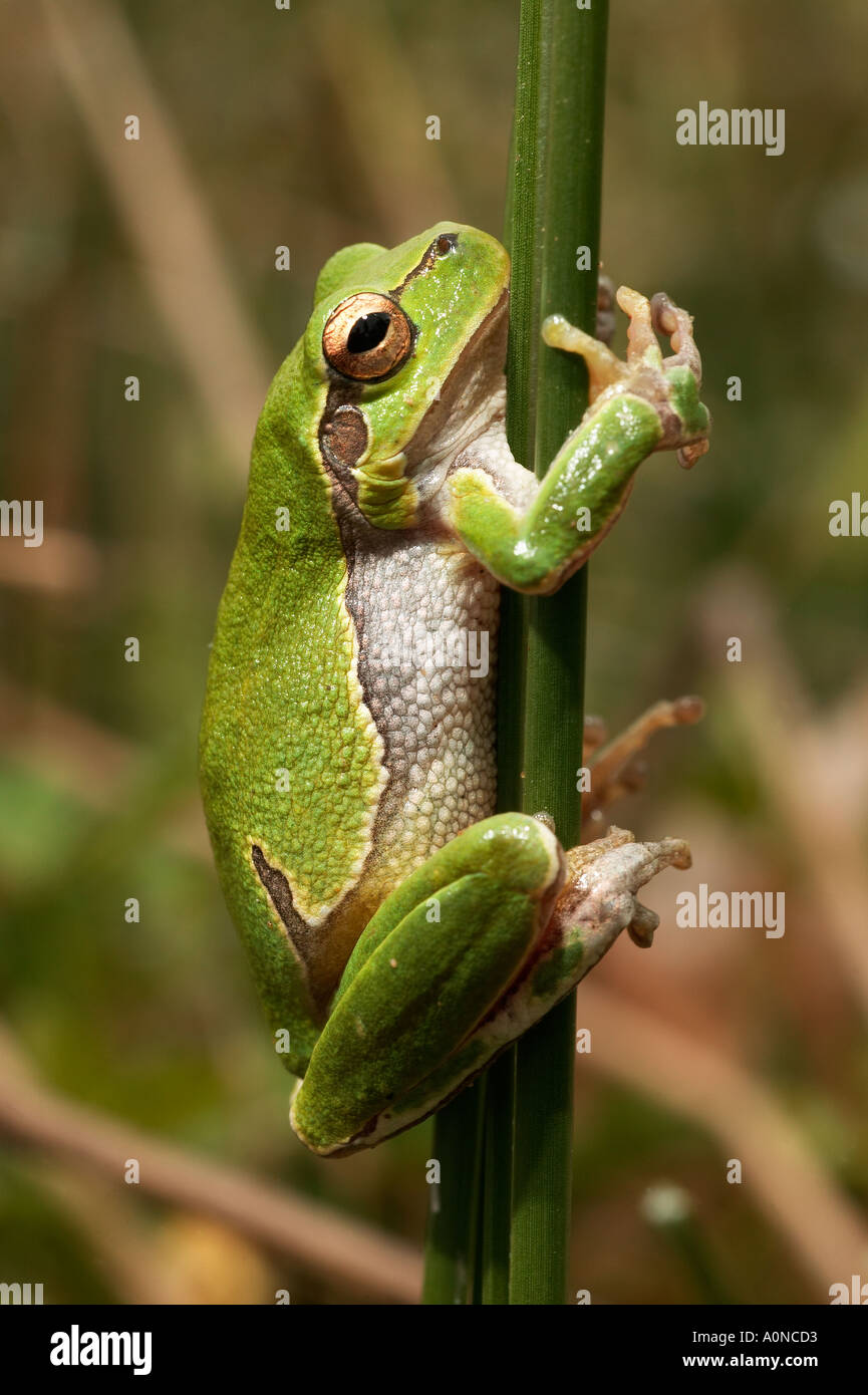 common tree frog hyla arborea Stock Photo - Alamy