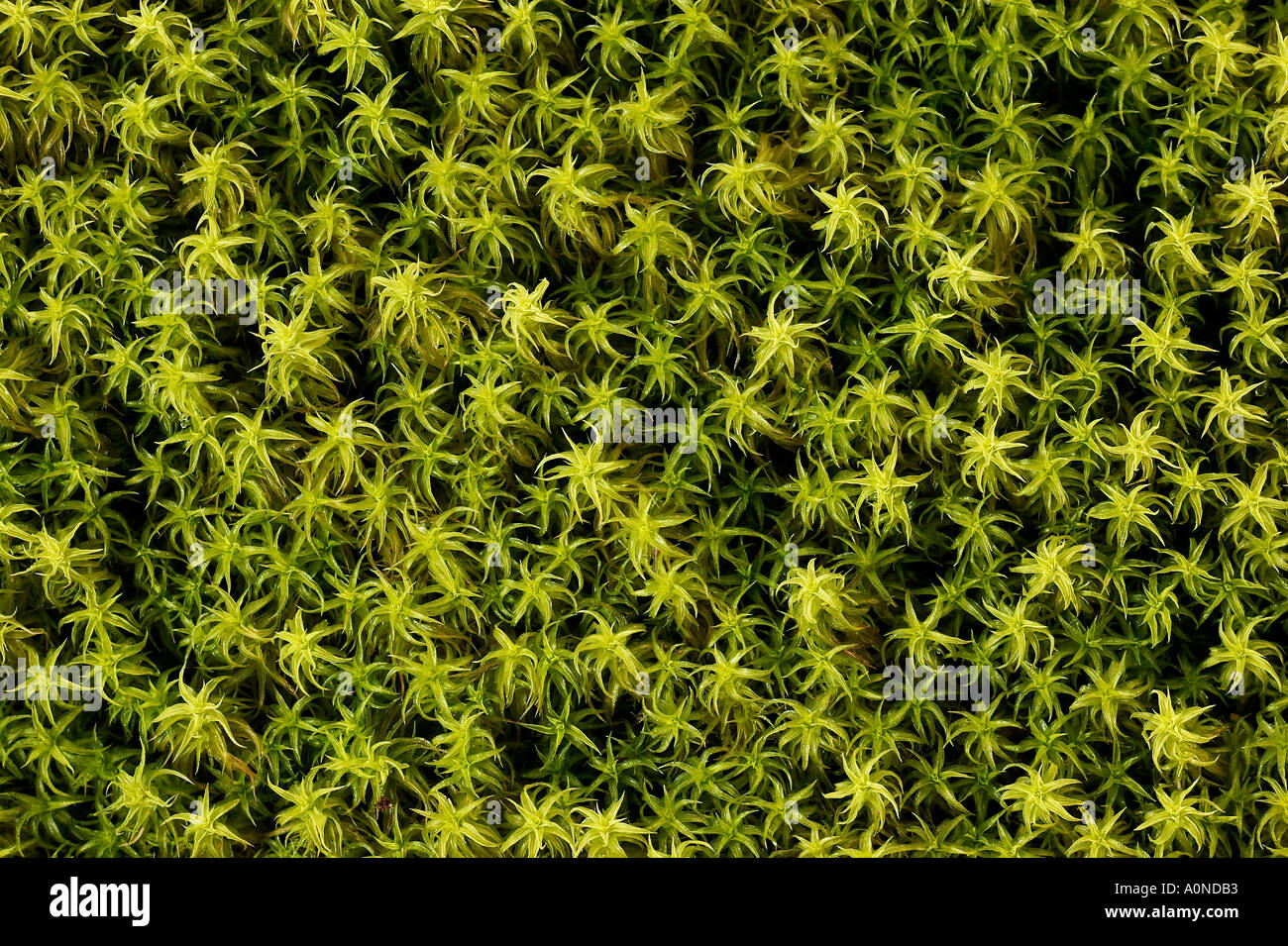 Buckground hi-res stock photography and images - Alamy
