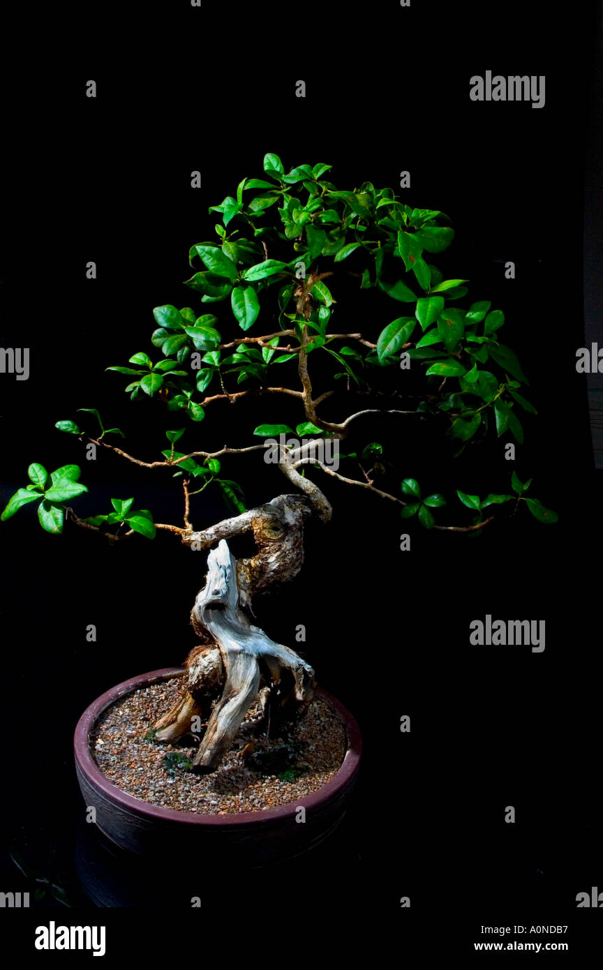 Miniature tree fashioned in bonsai tradition and craft Stock Photo - Alamy