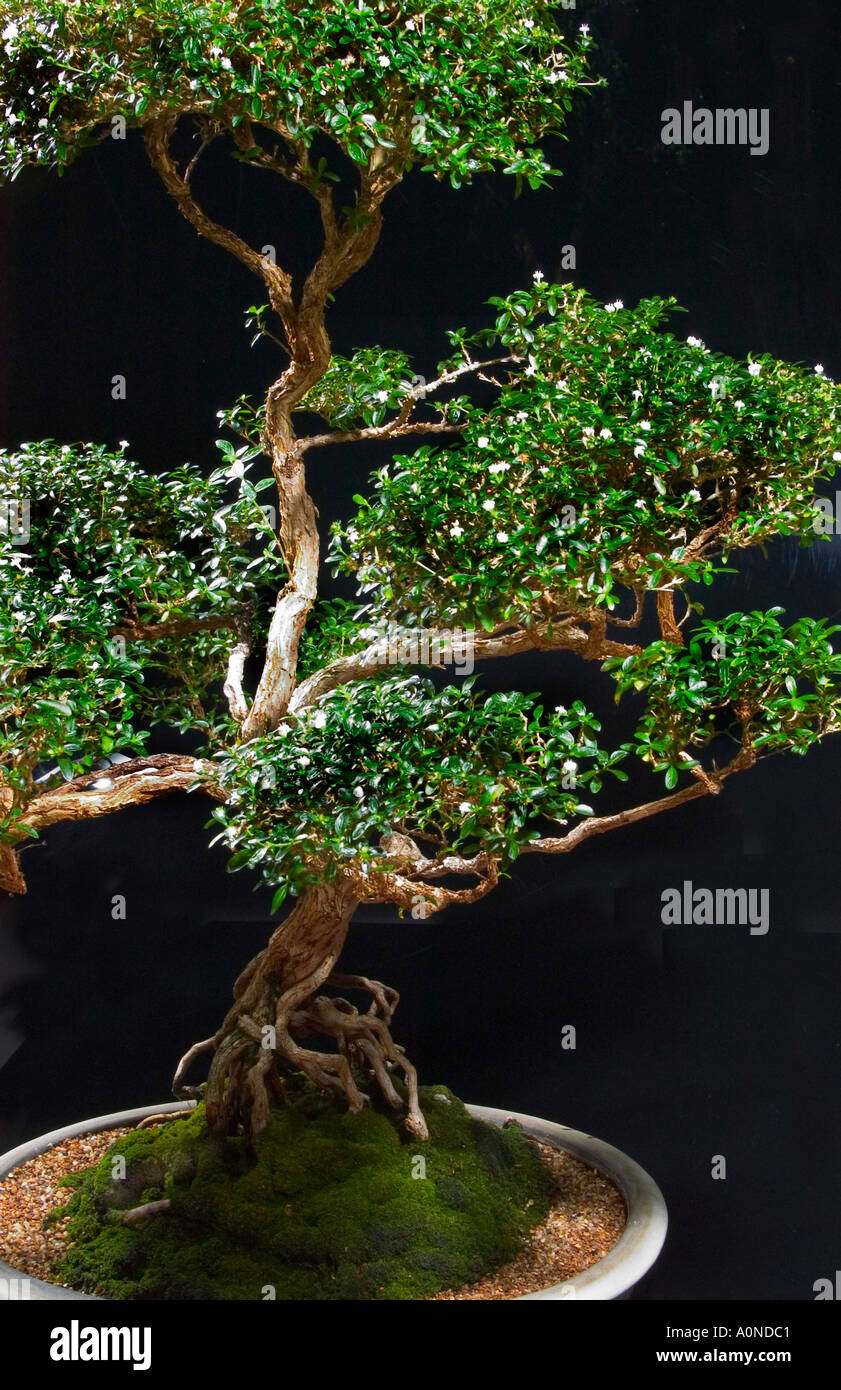 Miniature tree fashioned in the bonsai tradition Stock Photo - Alamy