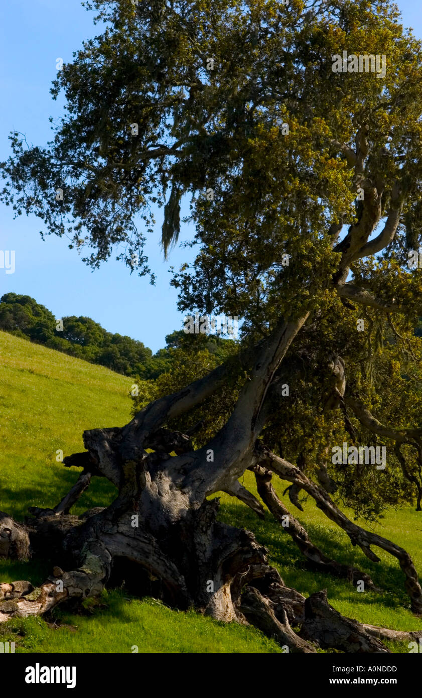 Twisted and gnarled hi-res stock photography and images - Alamy