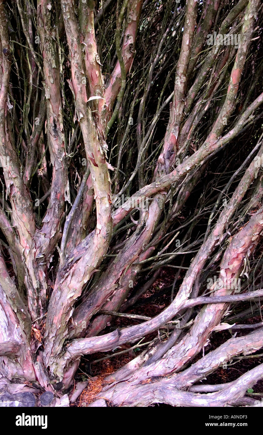 Yew Tree branches Stock Photo - Alamy