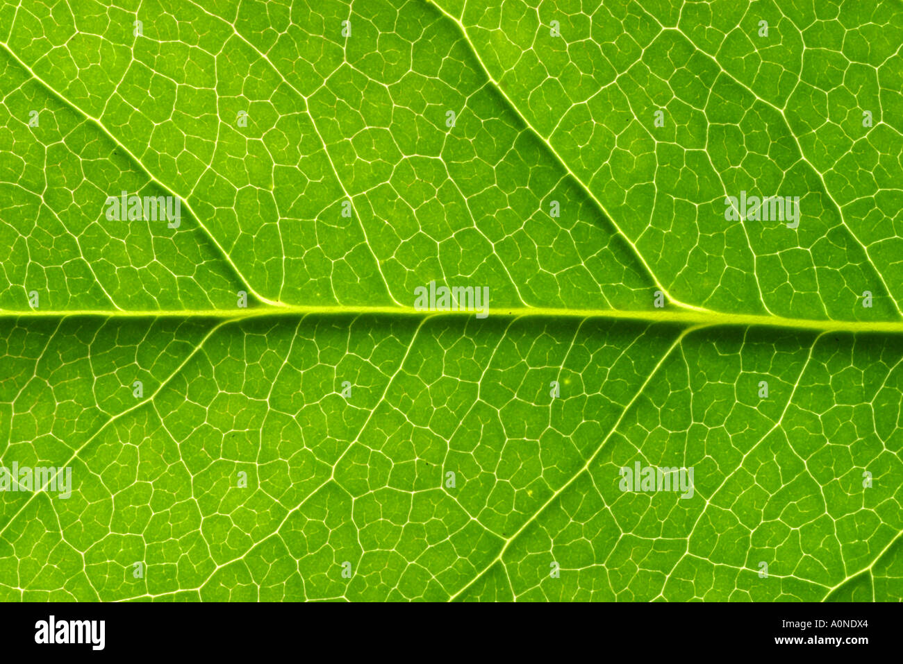 Leaf capillaries hi-res stock photography and images - Alamy