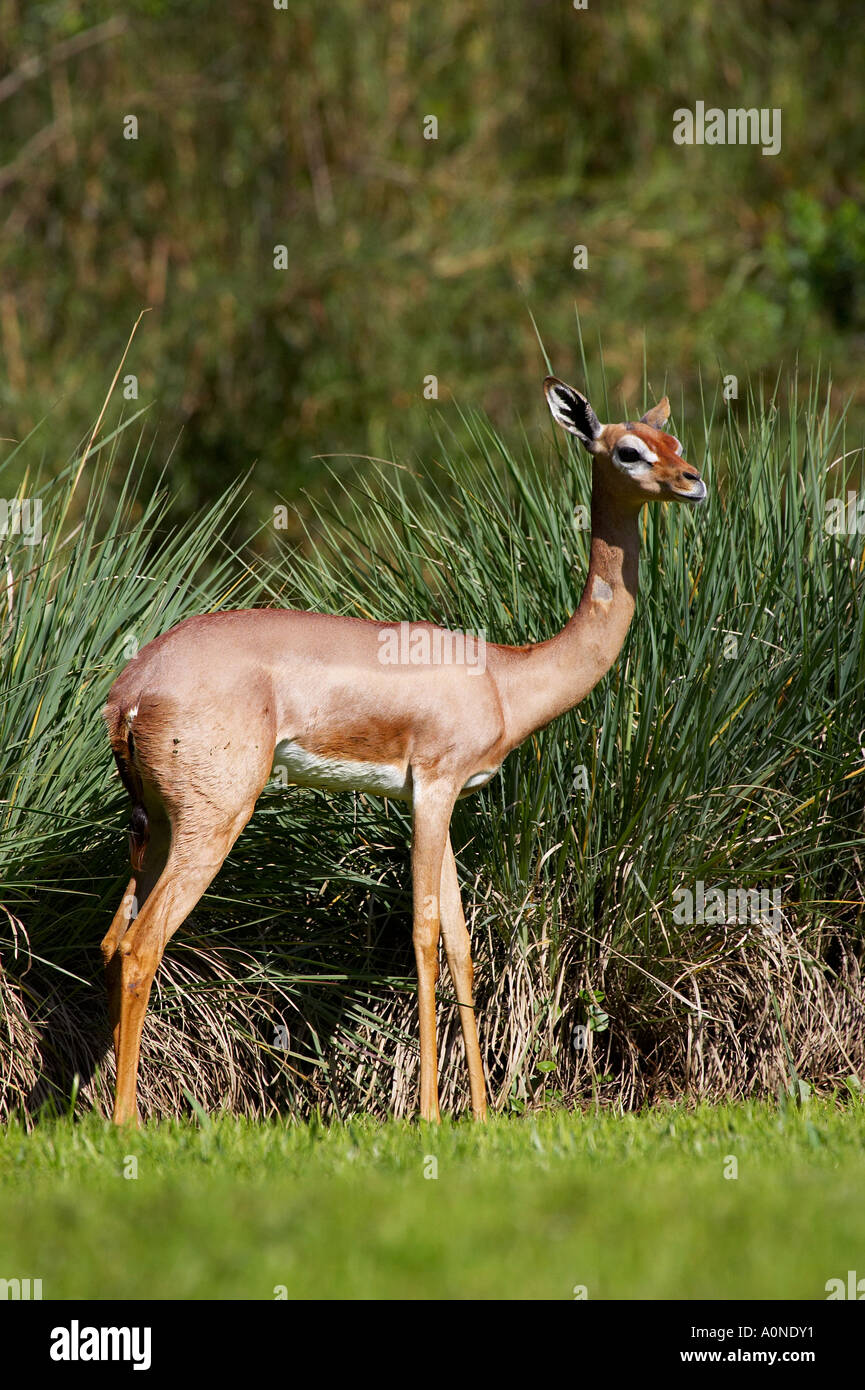 Young female blackbuck gazelle Stock Photo - Alamy