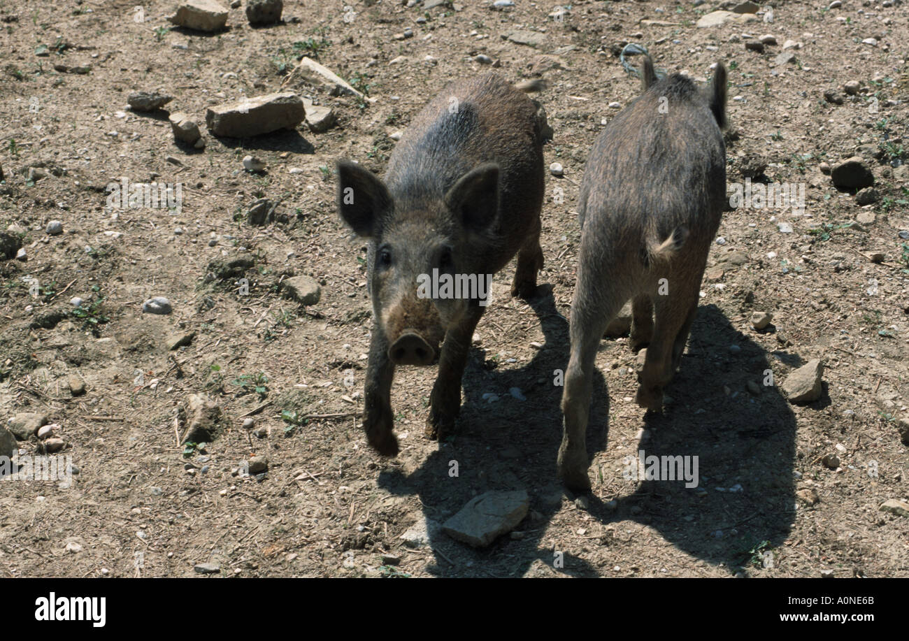 Breeding boar hi-res stock photography and images - Alamy