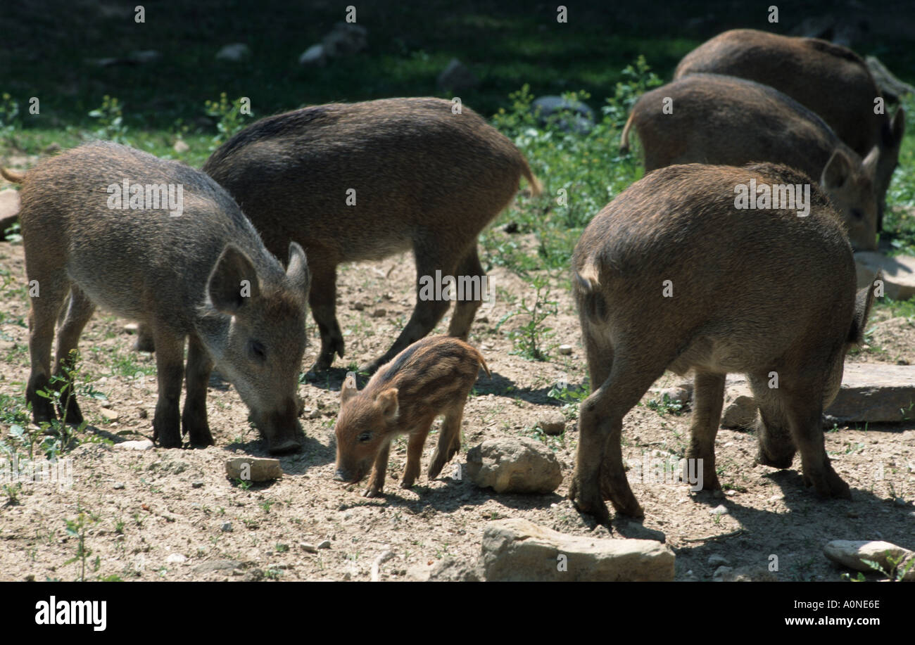 Breeding boar hi-res stock photography and images - Alamy