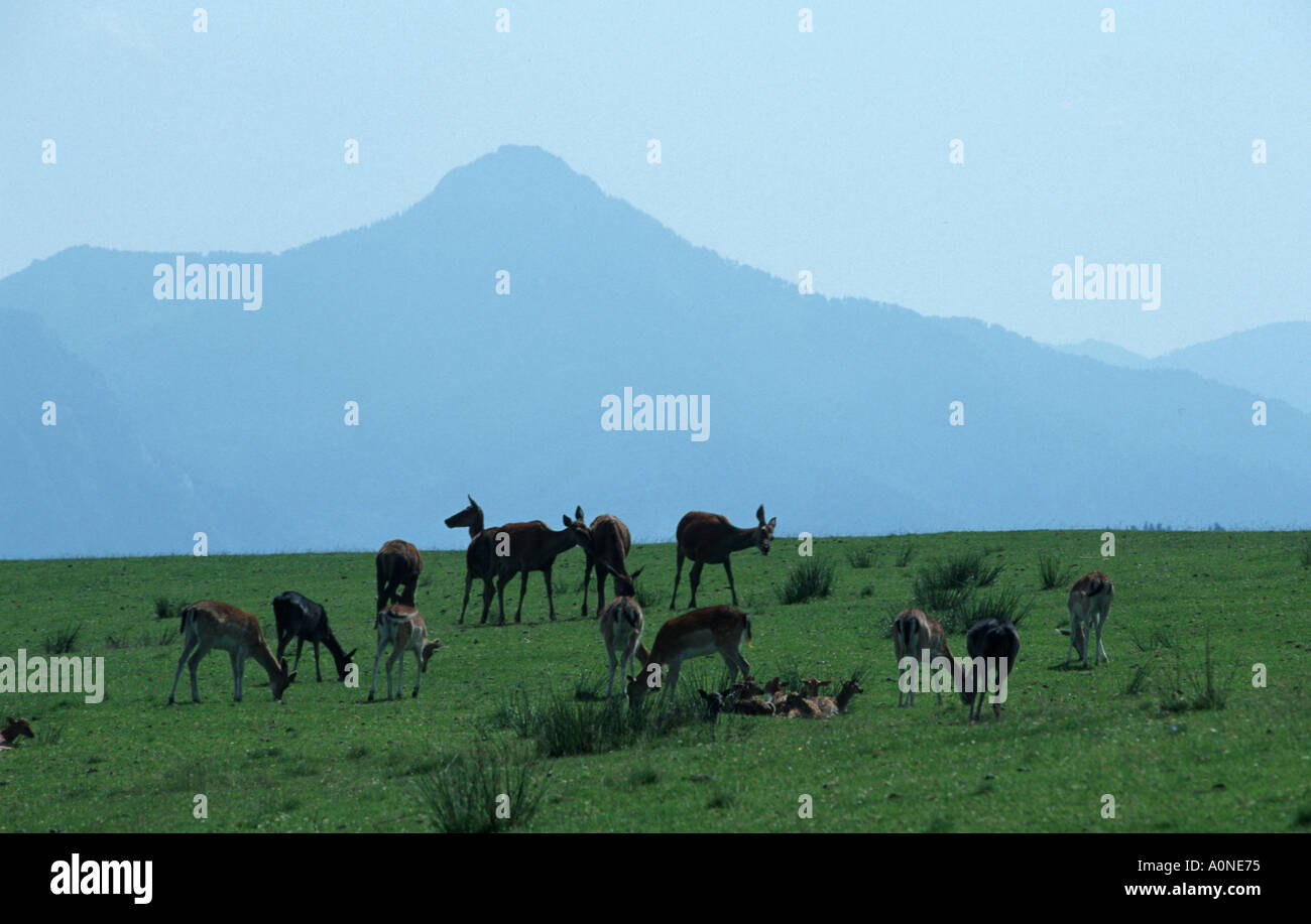 Deer landscape hi-res stock photography and images - Alamy