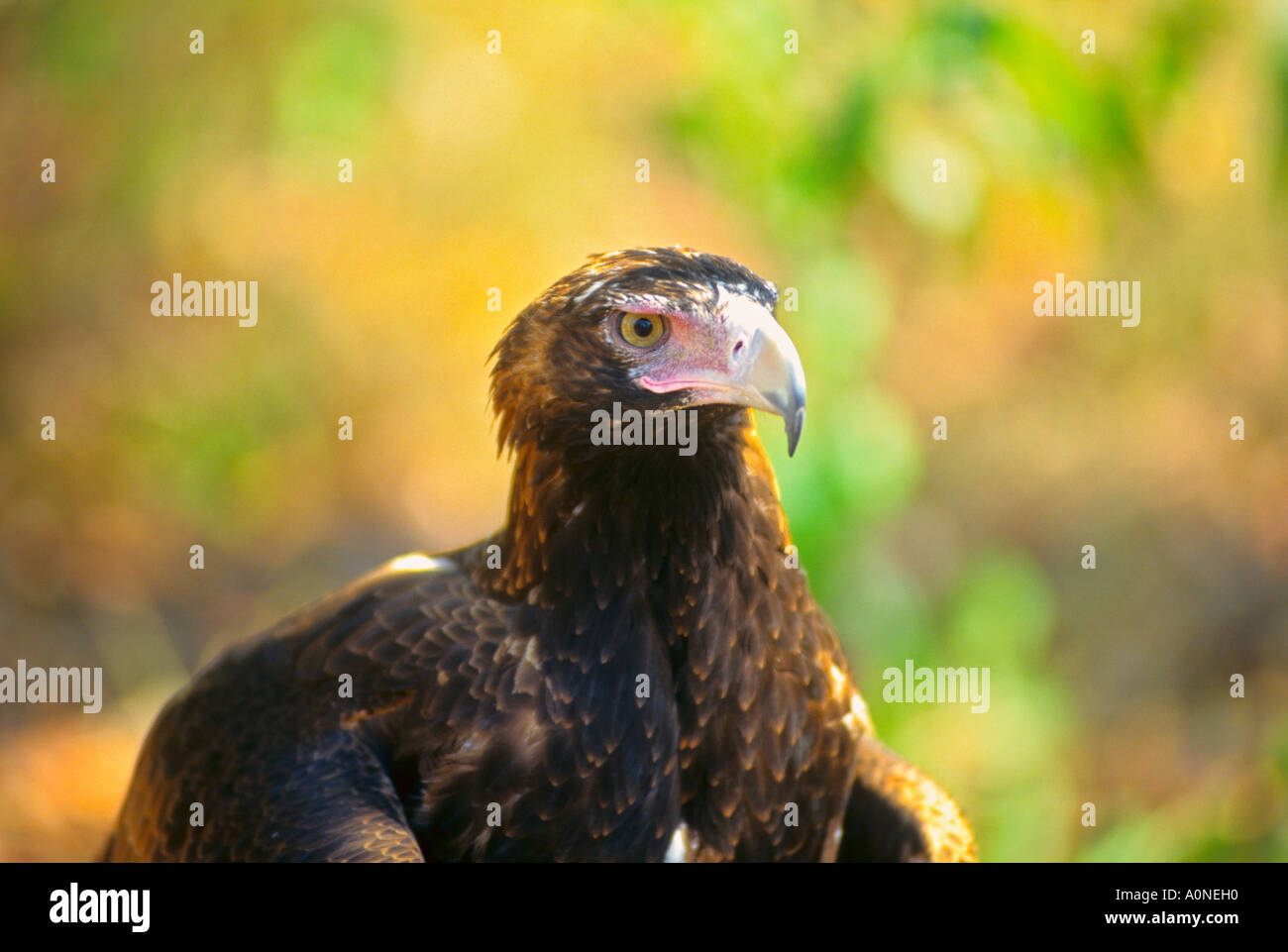 Wedge tailed eagle Northern Territory Australia Stock Photo - Alamy