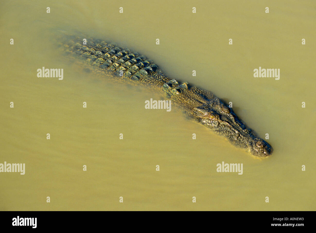 Australia crocodile under water hi-res stock photography and images - Alamy