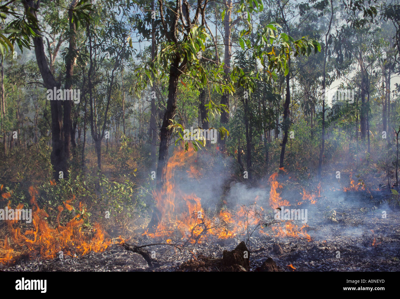 Brush fire Northern Territory Australian Outback Australia Stock Photo ...