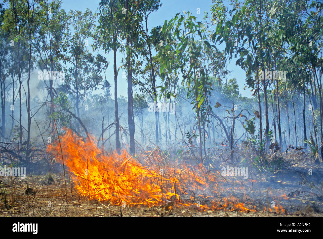 Brush fire Northern Territory Australian Outback Australia Stock Photo ...