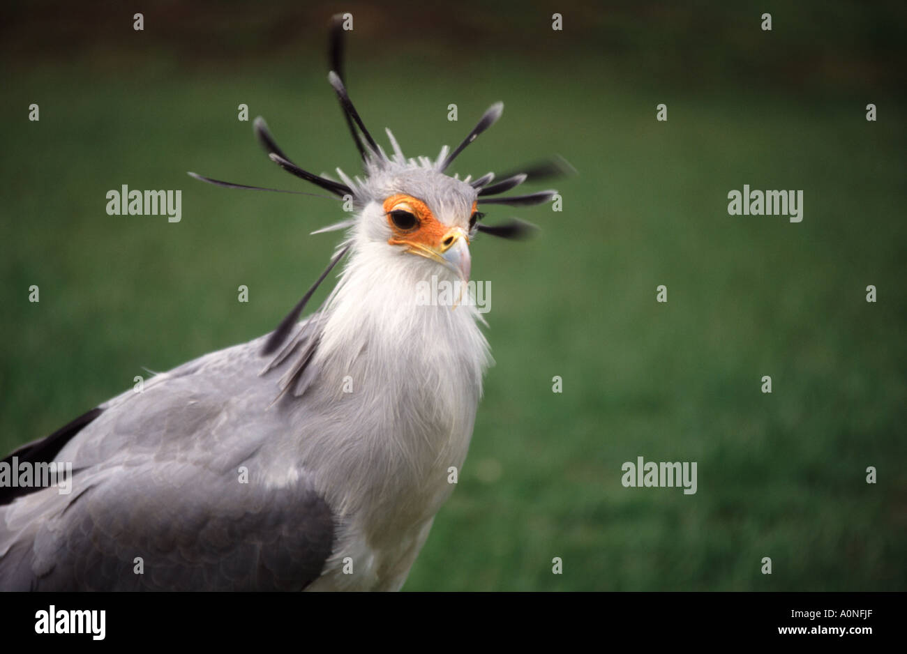 Secretary Bird Sagittarius serpentarius Stock Photo - Alamy