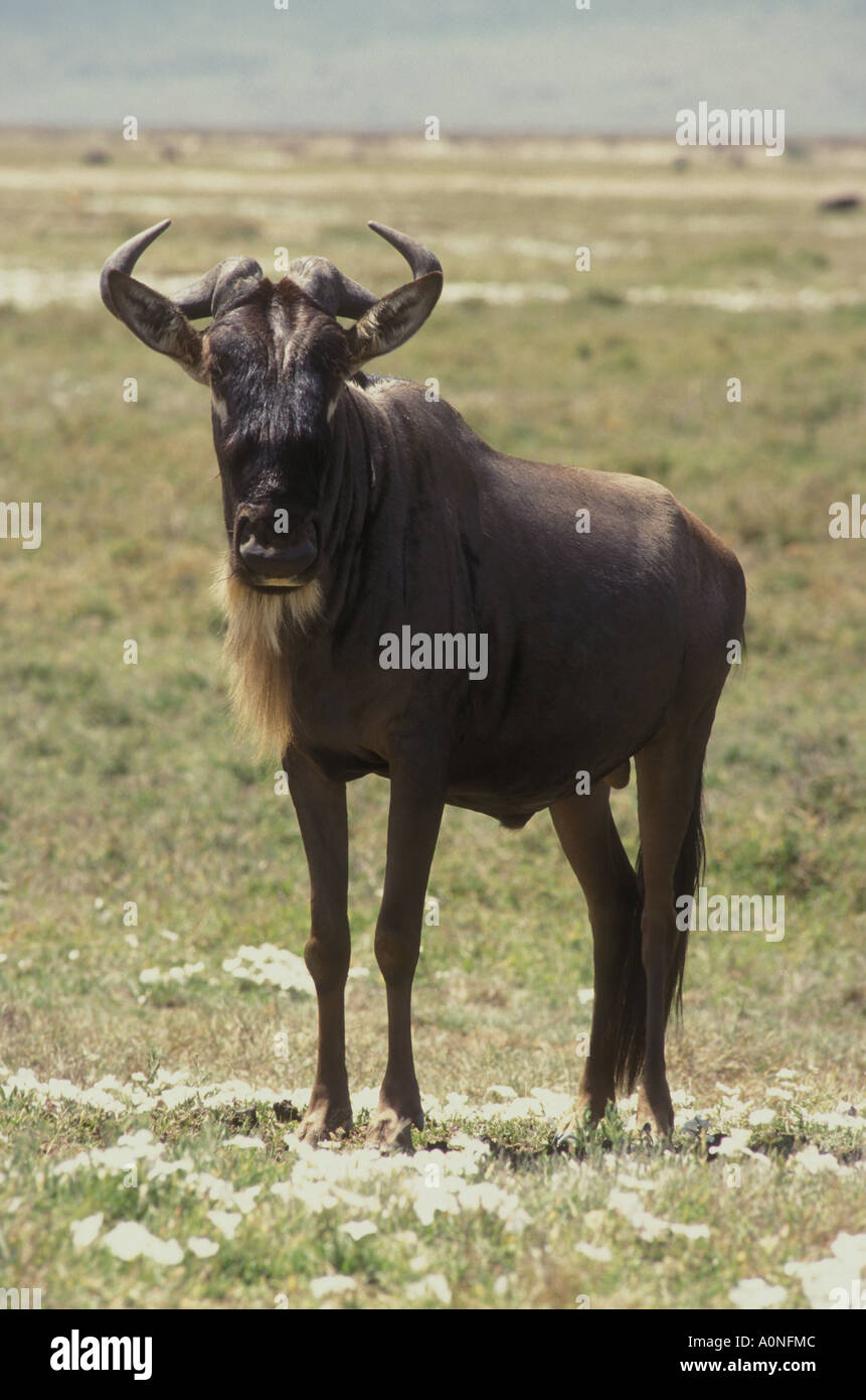 Close up of male Wildebeest Ngorongoro Crater Tanzania East Africa ...