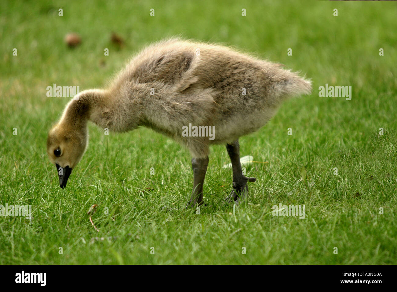 Birds of North America Canada Gosling; brant canadensis Stock Photo - Alamy