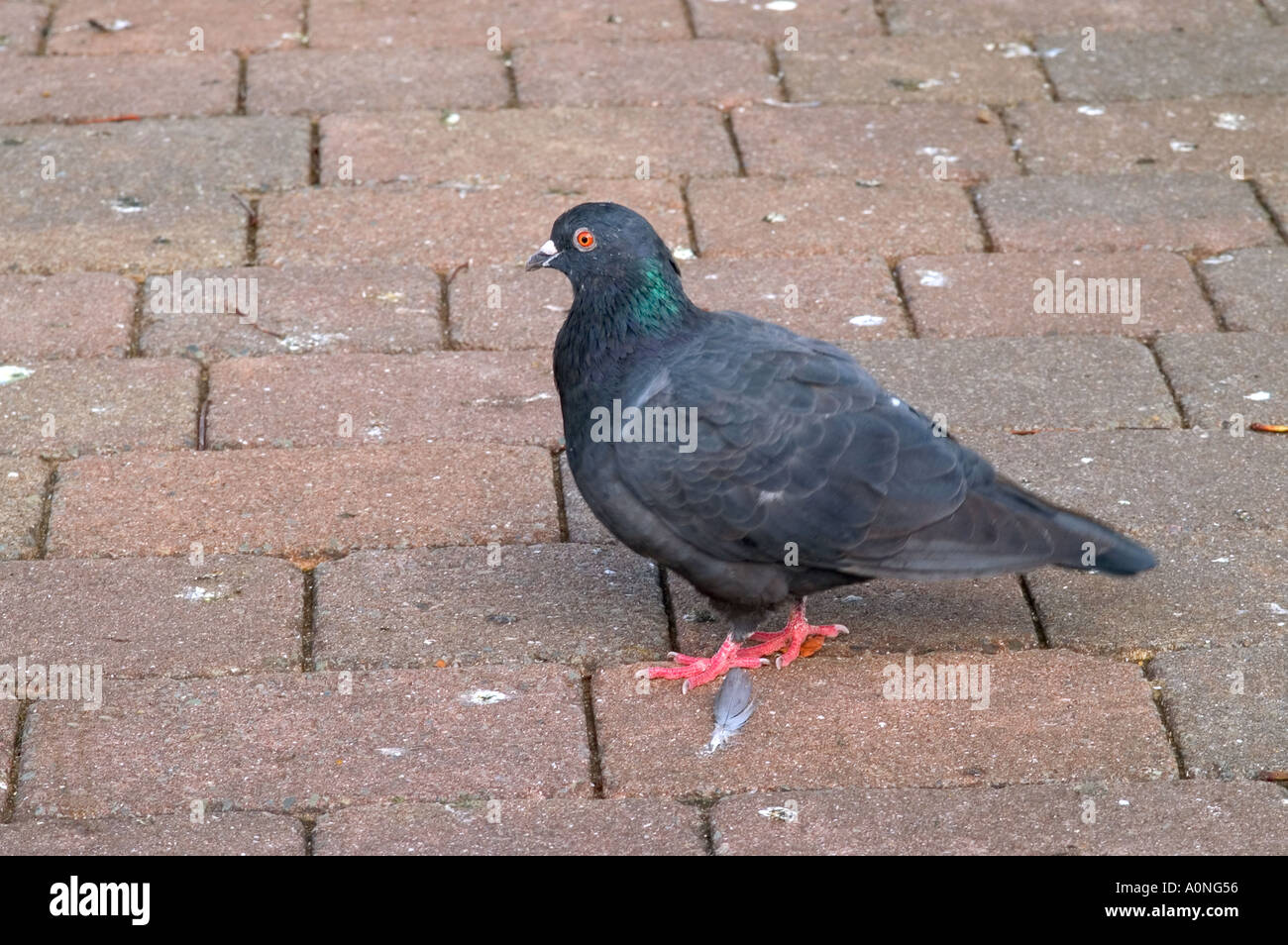 Turtle dove blue sky natural dove s close up birds bird pigeon wildlife ...