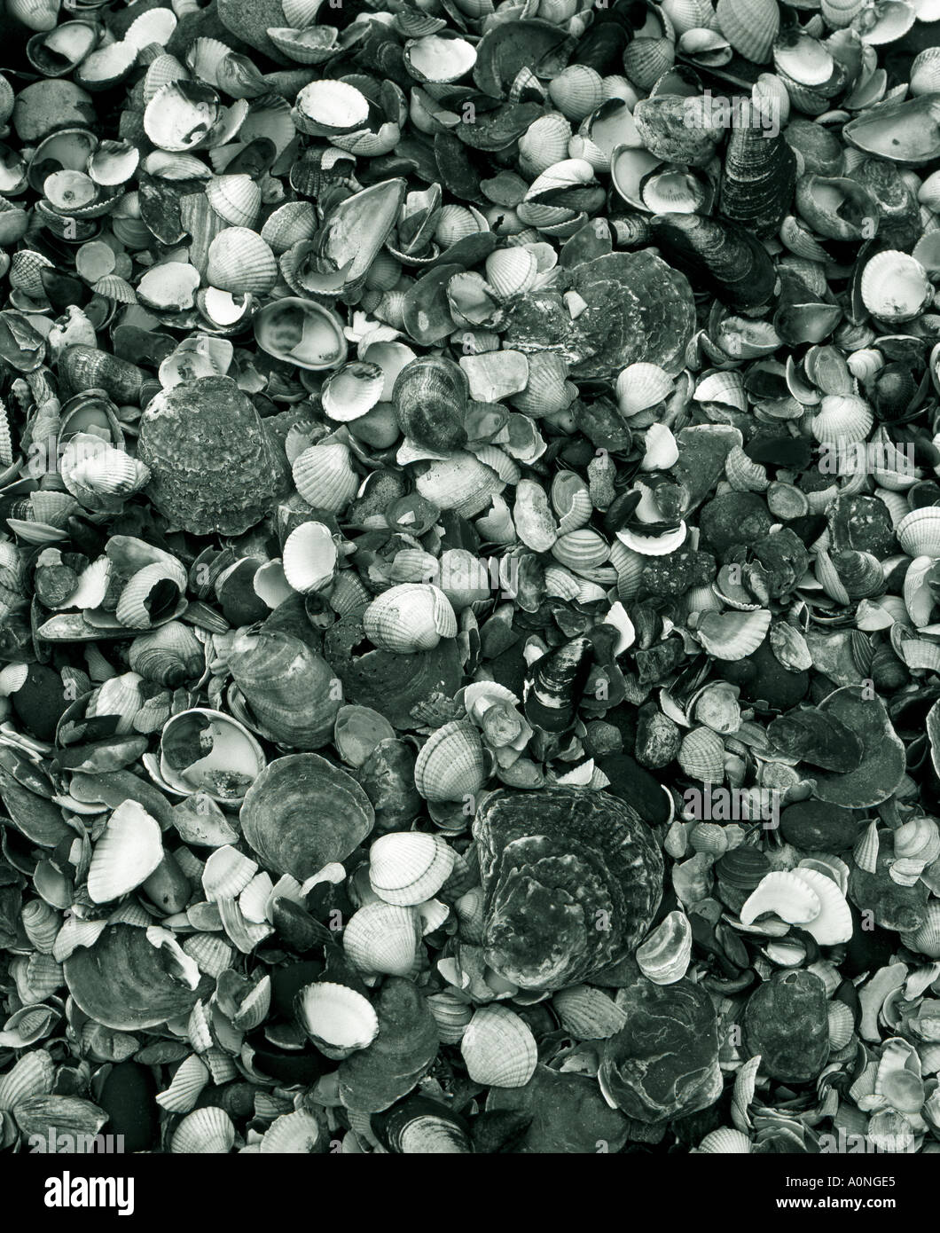 Shells detailed texture hi-res stock photography and images - Alamy