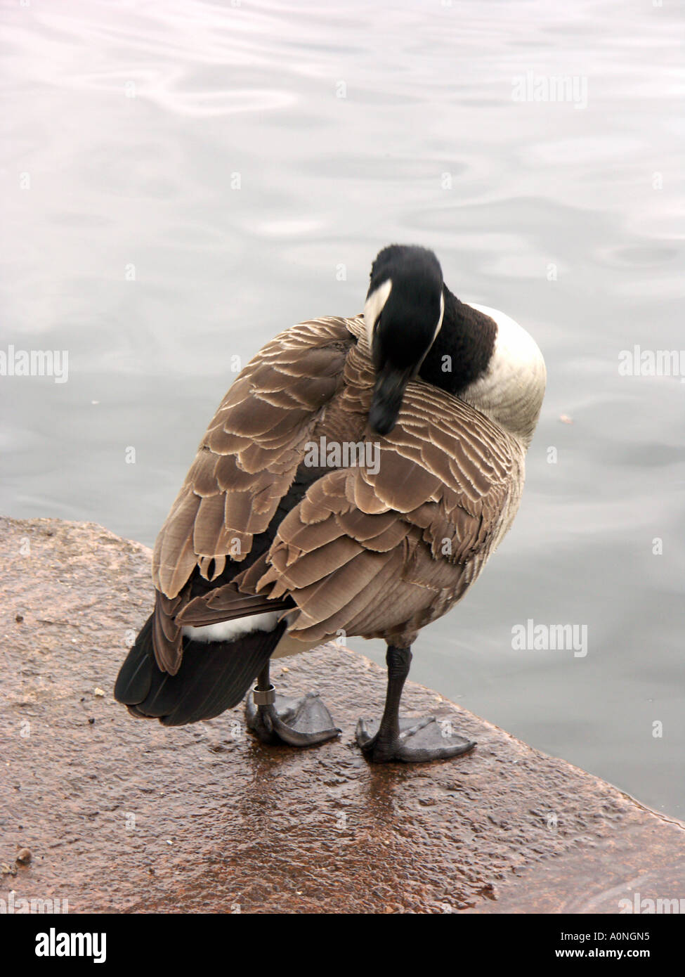 Canada goose preening behaviour hi-res stock photography and images - Alamy