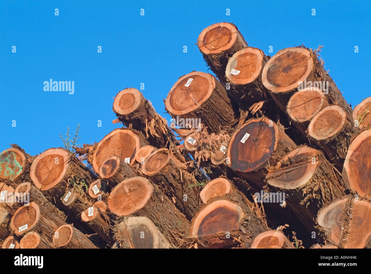 Low angle view of log stack at sunset in northern California Stock ...