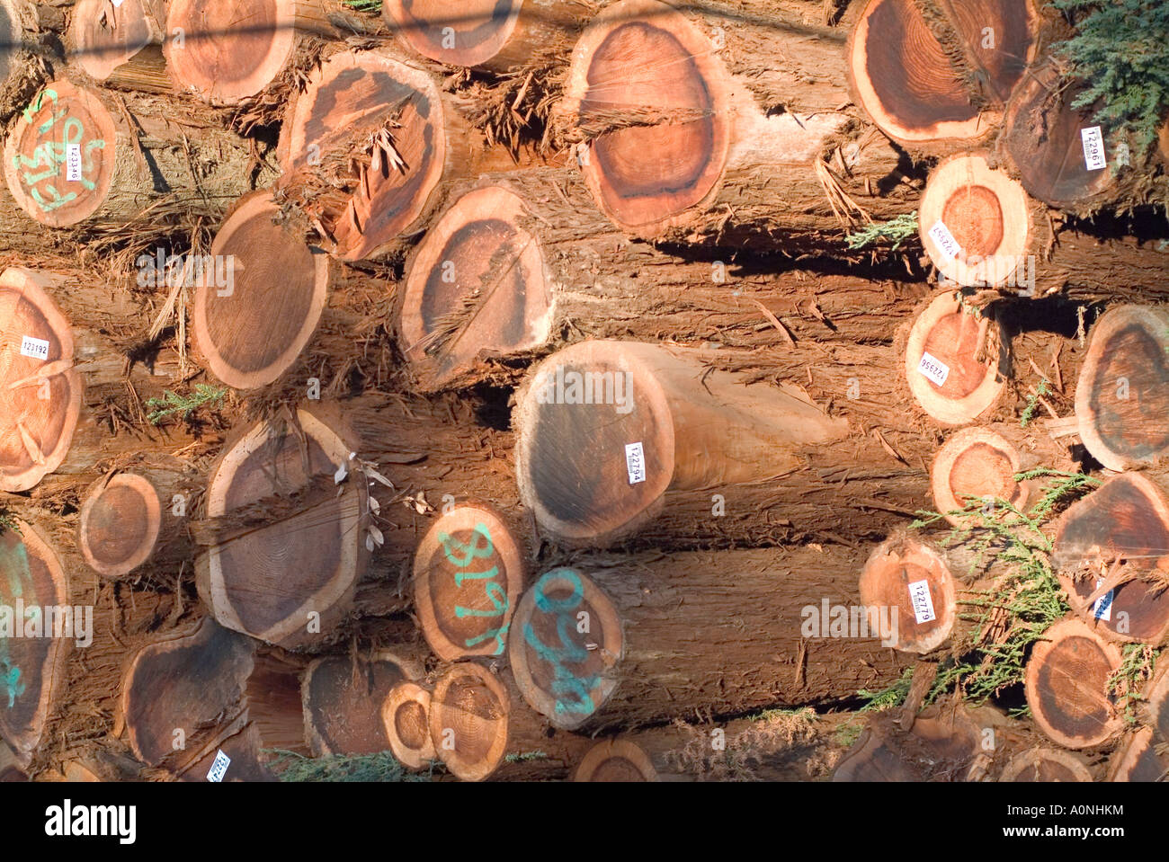 Low angle view of log stack at sunset in northern California Stock ...