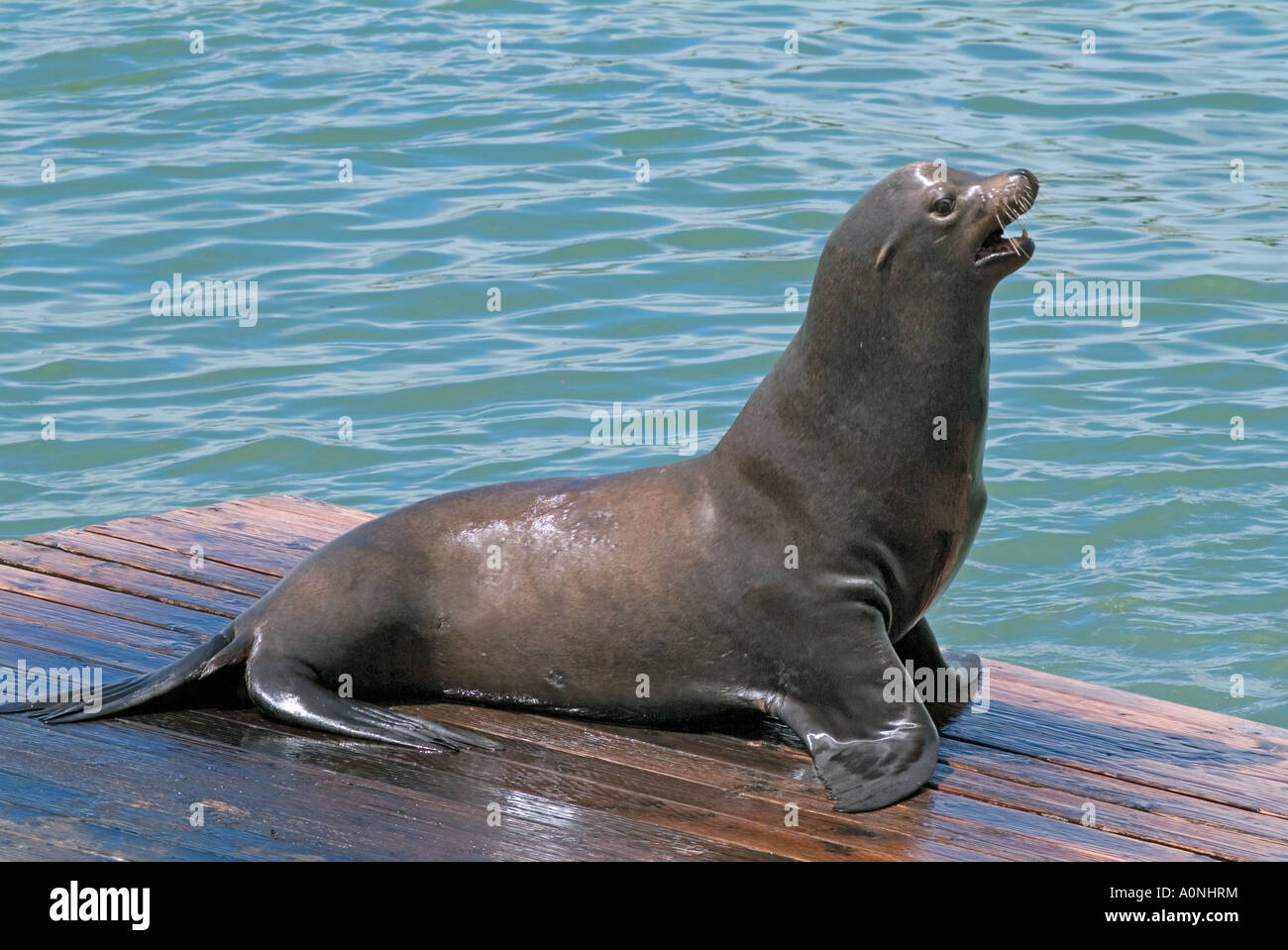 Seal on wooden platform near Pier 39 Fishermans Wharf San Francisco ...