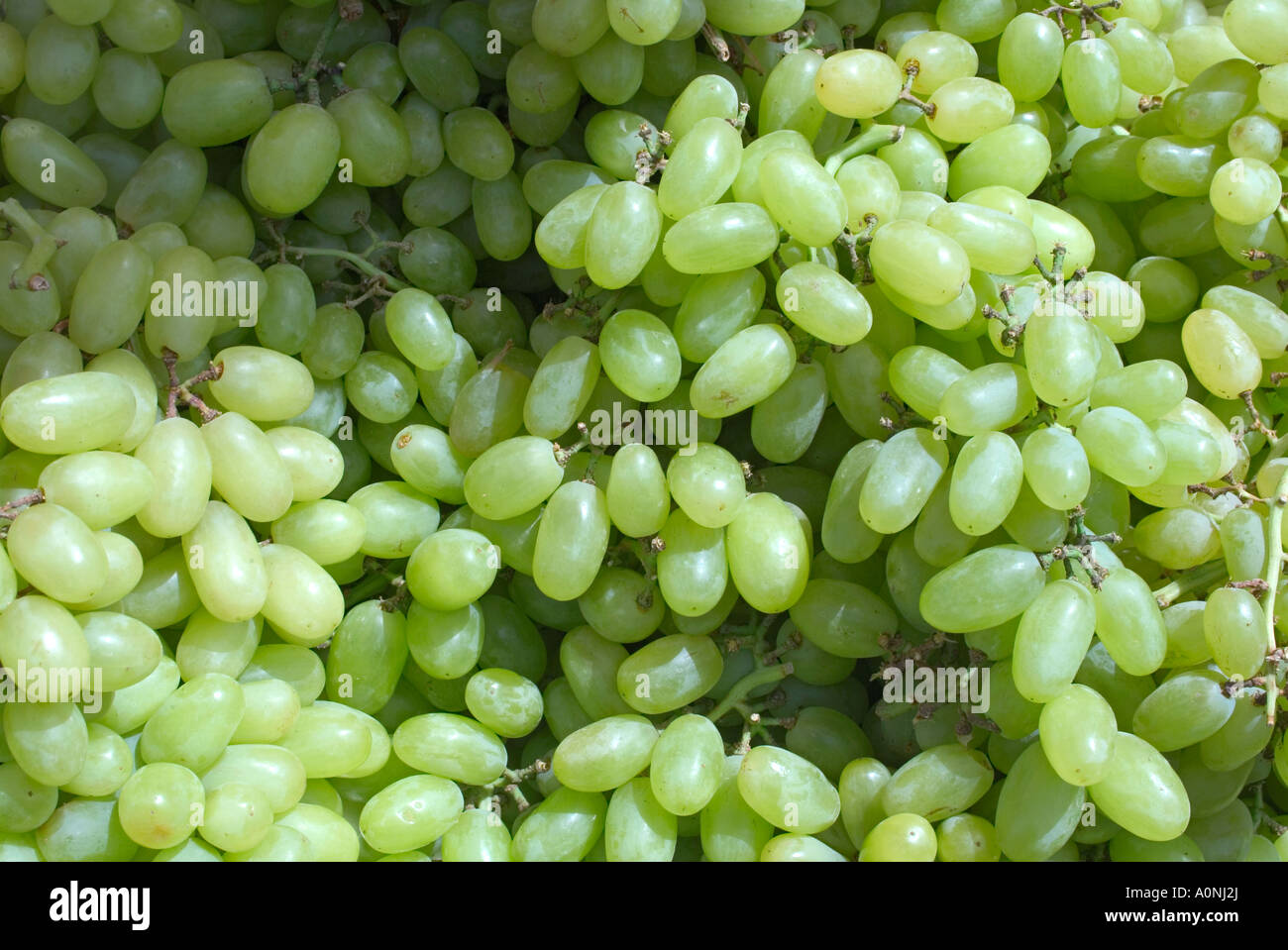 Thompson Seedless, Sultana, Vitis Vinifera, Variedad De Uva Con Pálidos ... Thompson Seedless, Sultana, Vitis Vinifera, Variedad De Uva Con Pálidos ...
