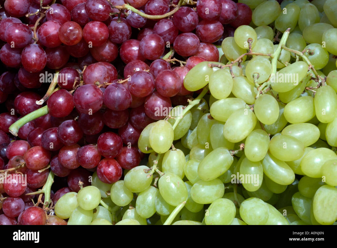 Group of beautiful white seedlessThompson and red grapes Stock Photo ...