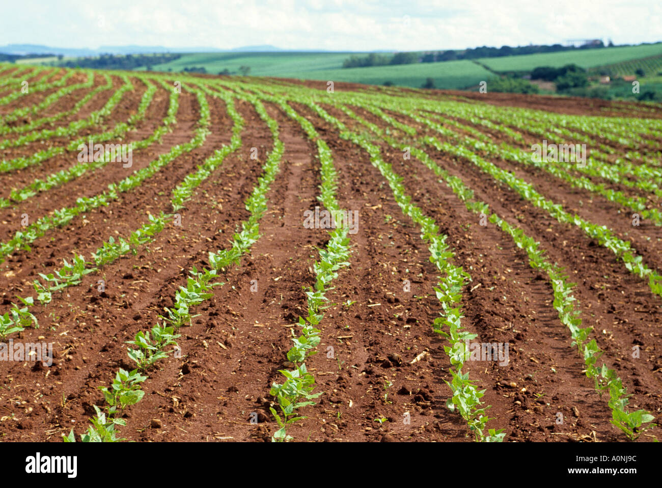 Parana State, Brazil. View of soya plantation with rows of soya ...