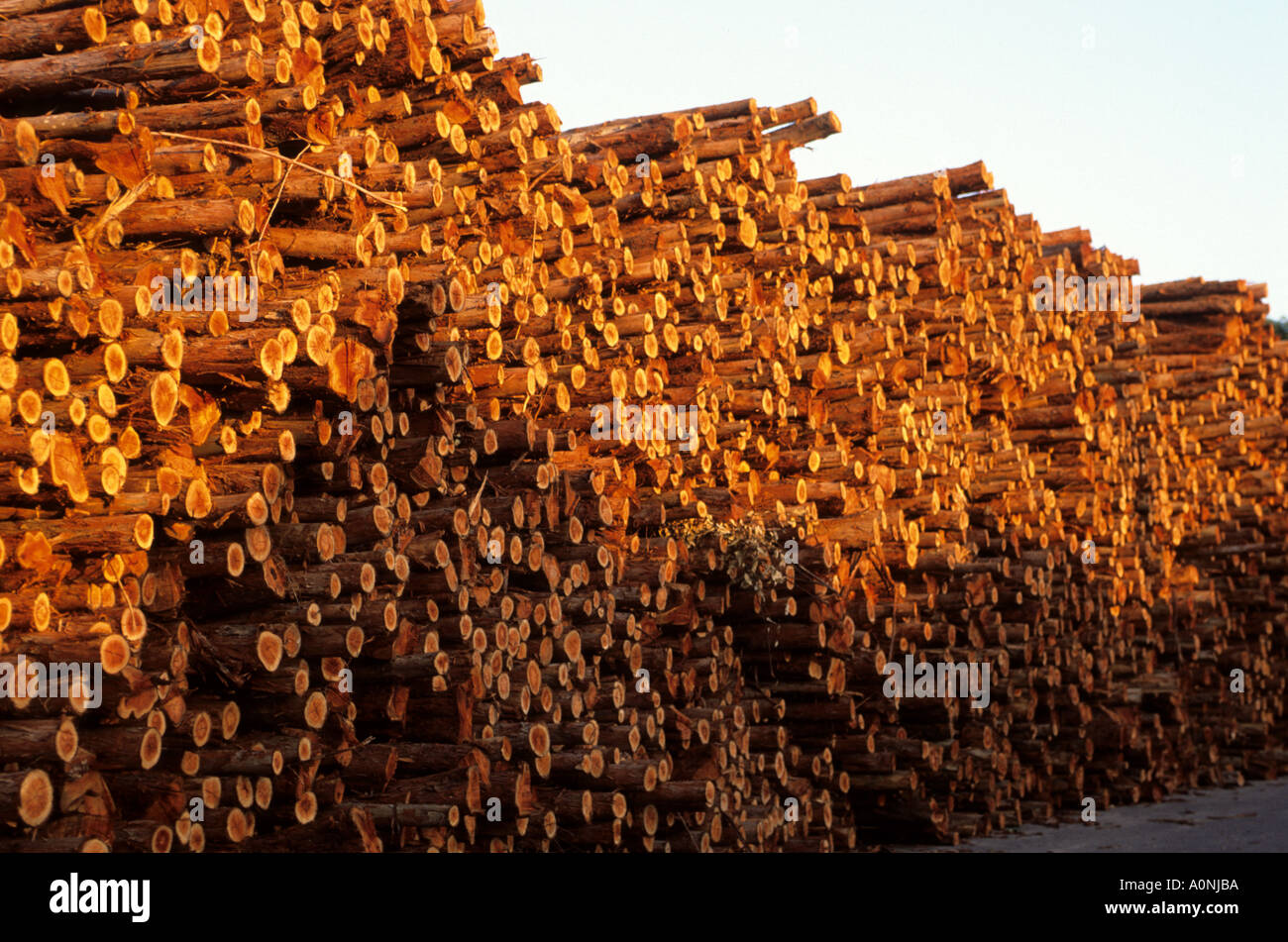Espirito Santo State, Brazil. Trunks of eucalyptus tree Stock Photo - Alamy