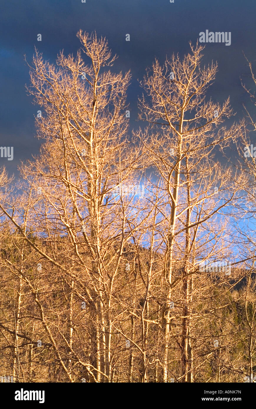 Aspen trees in the Fall season Stock Photo - Alamy