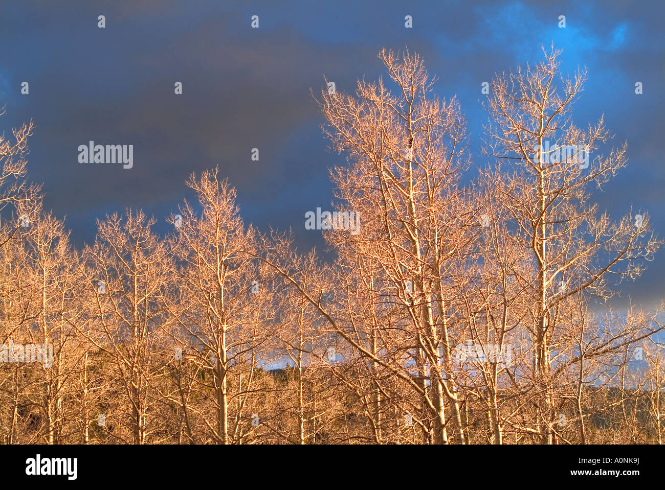Aspen trees in Fall season in Santa Fe Mountains, New Mexico USA Stock ...