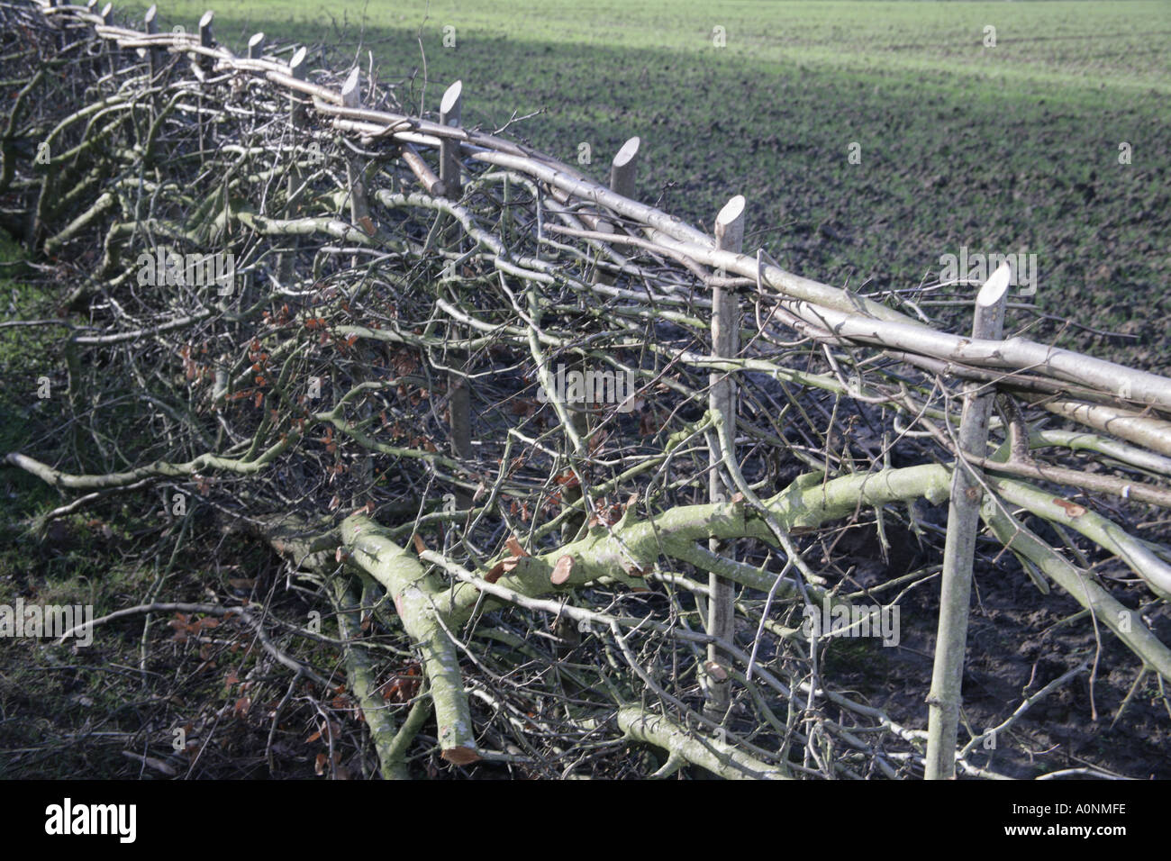 Cut and laid hedge hi-res stock photography and images - Alamy
