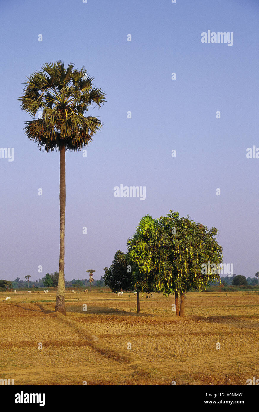 Mango and palm tree Rural Cambodia Stock Photo - Alamy