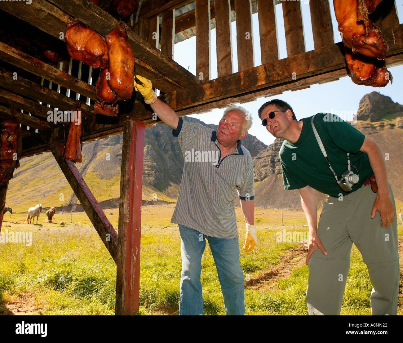 Fermented Shark Bjarnarhofn farm Western Iceland Stock Photo - Alamy