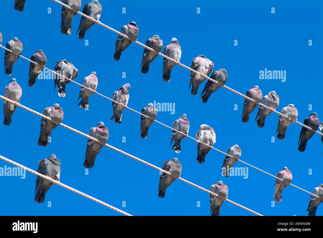 Large group of pigeons sitting on telephone four wires Stock Photo - Alamy